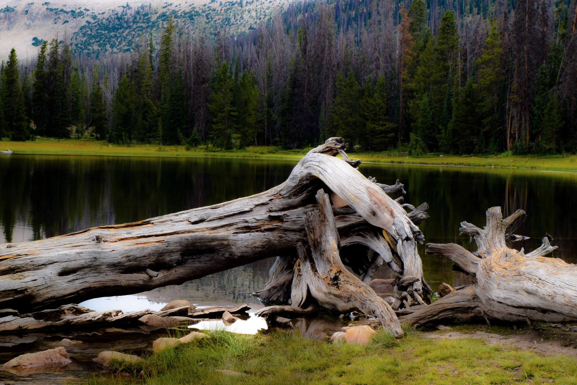 11 Points and Falling Trees – The Red Hammer